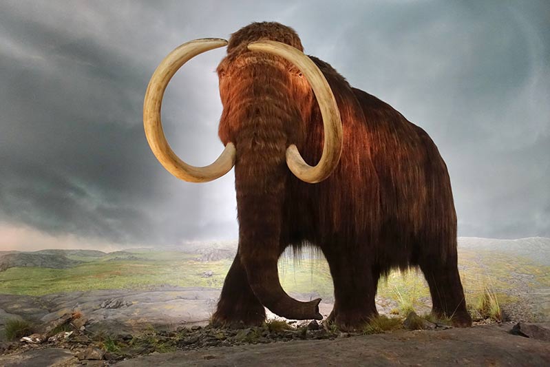 Bringing back the woolly mammoth with ancient DNA - Birthrights Unlimited